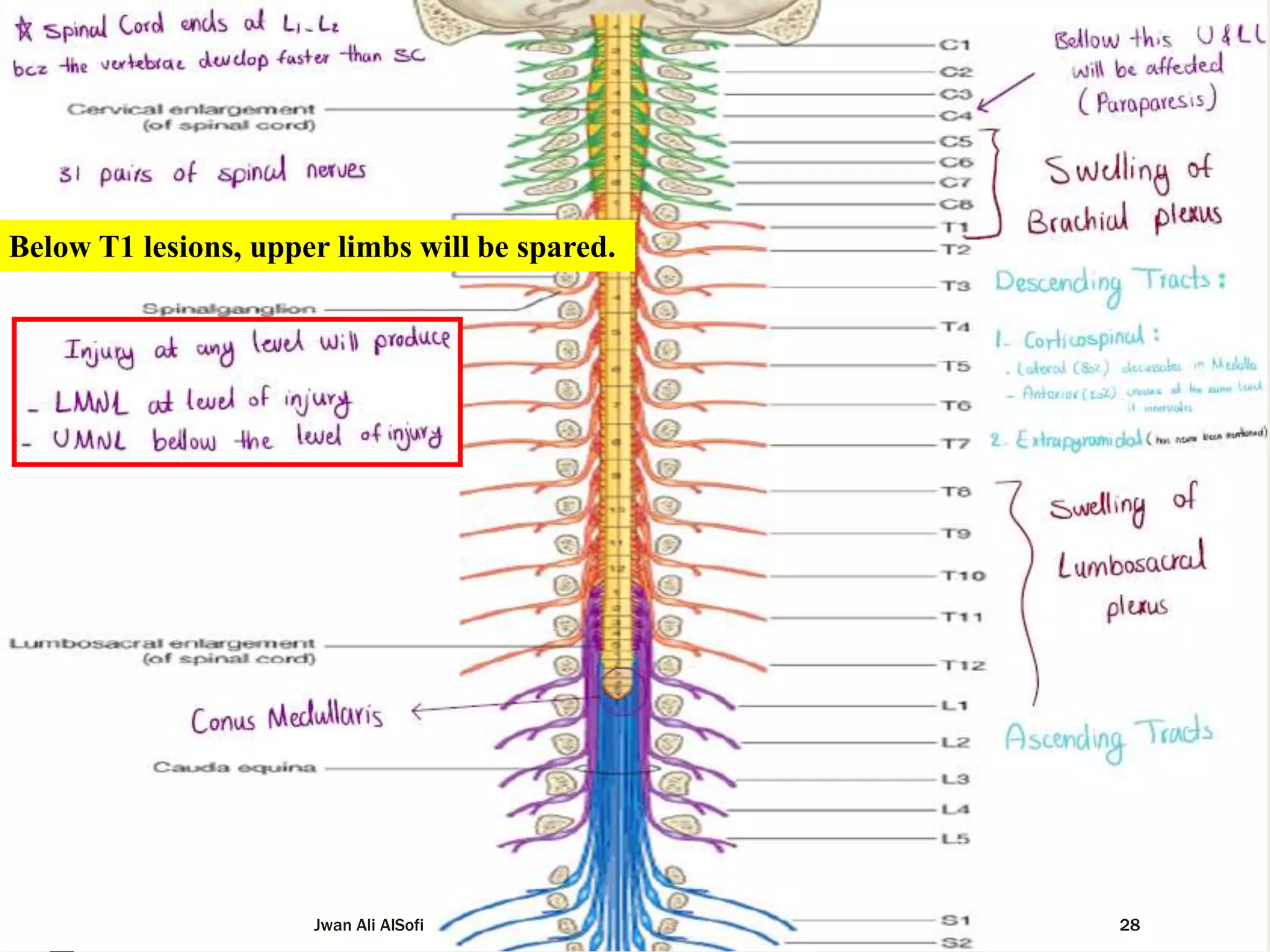 Myelopathy - spinal cord lesions.pptx
