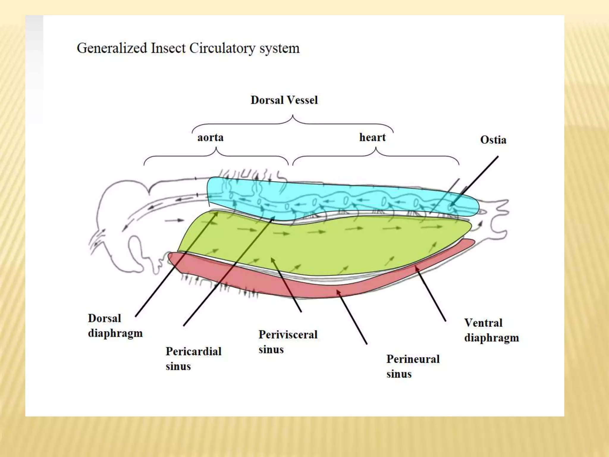 circulatory sysytem of insects | PPTX