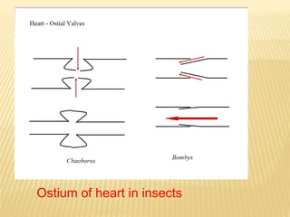 circulatory sysytem of insects | PPTX