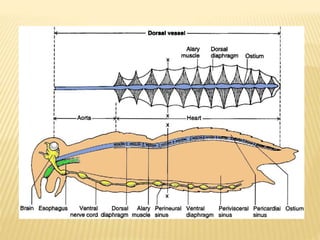 circulatory sysytem of insects | PPTX