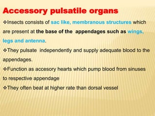 circulatory sysytem of insects | PPTX