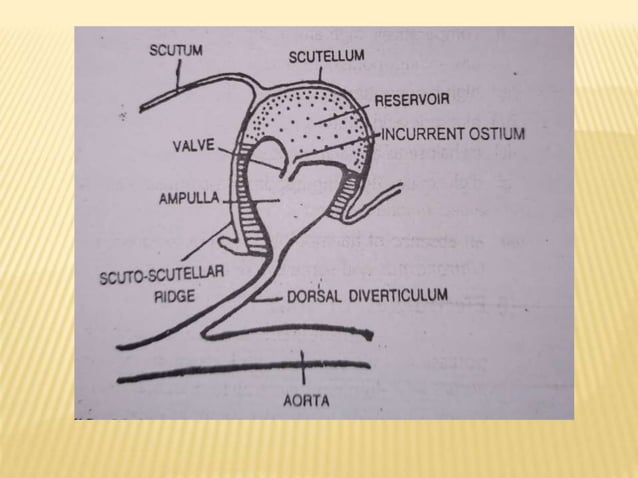 circulatory sysytem of insects | PPTX