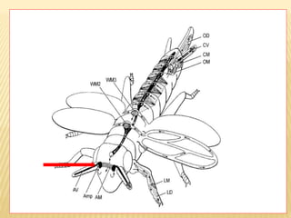 circulatory sysytem of insects | PPTX