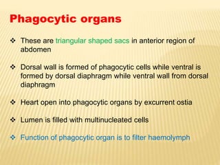 circulatory sysytem of insects | PPTX