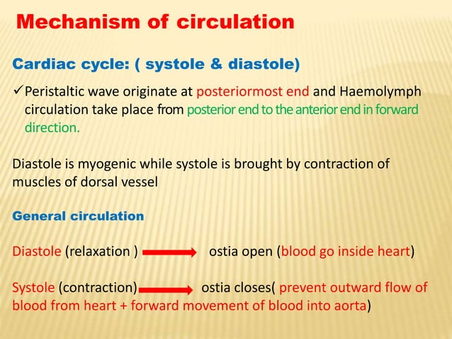 circulatory sysytem of insects | PPTX