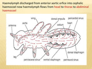 circulatory sysytem of insects | PPTX