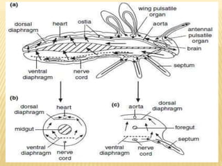 circulatory sysytem of insects | PPTX