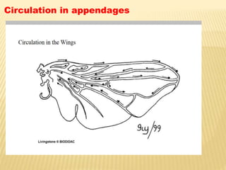 circulatory sysytem of insects | PPTX