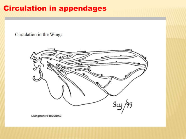 circulatory sysytem of insects | PPTX