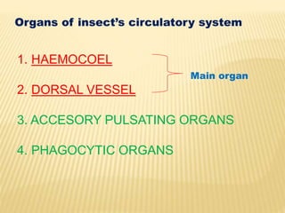circulatory sysytem of insects | PPTX