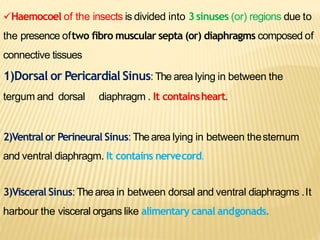 circulatory sysytem of insects | PPTX