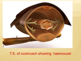circulatory sysytem of insects | PPTX
