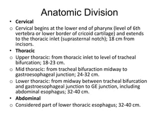 ANATOMY OF ESOPHAGUS-Dr.Neeraj Kumar Banoria | PPTX