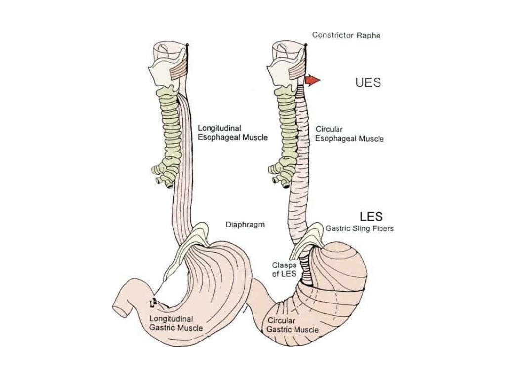 ANATOMY OF ESOPHAGUS-Dr.Neeraj Kumar Banoria