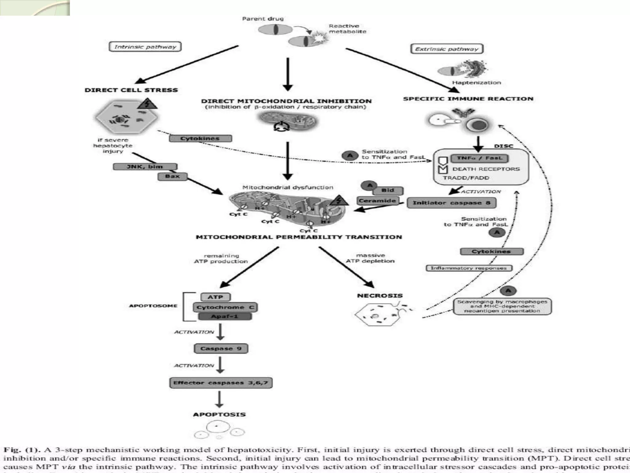 Molecular mechanism of drug induced hepatotoxicity | PPTX