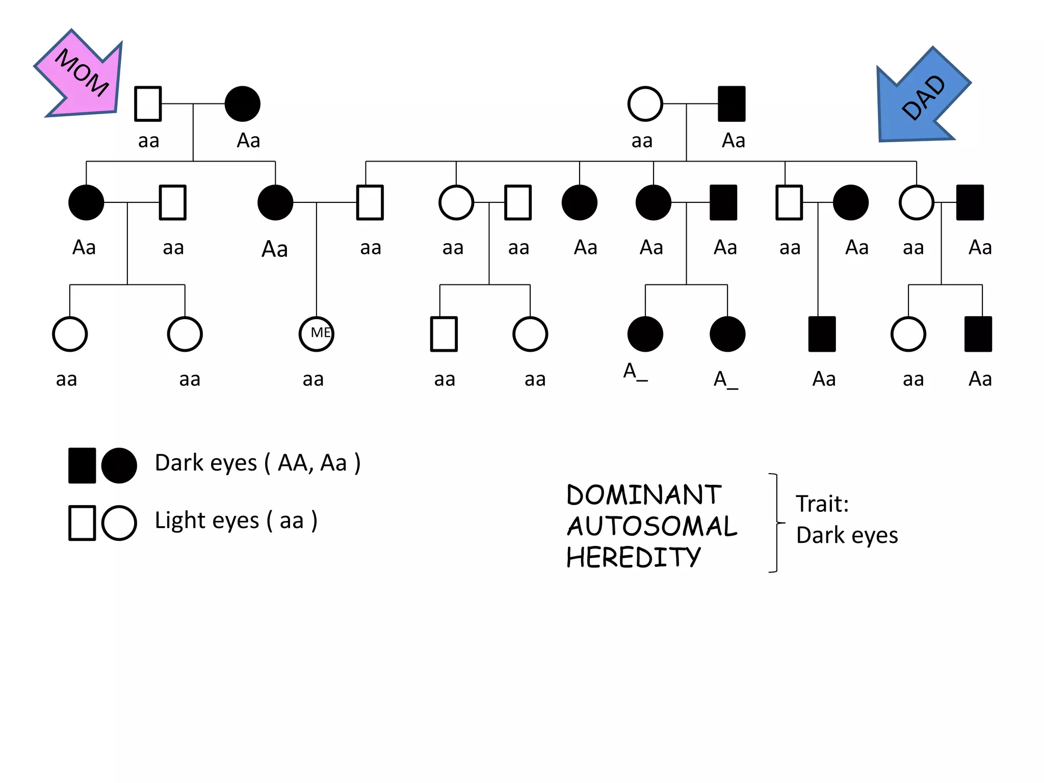 My family tree msm | PPTX