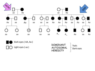 My family tree msm | PPTX