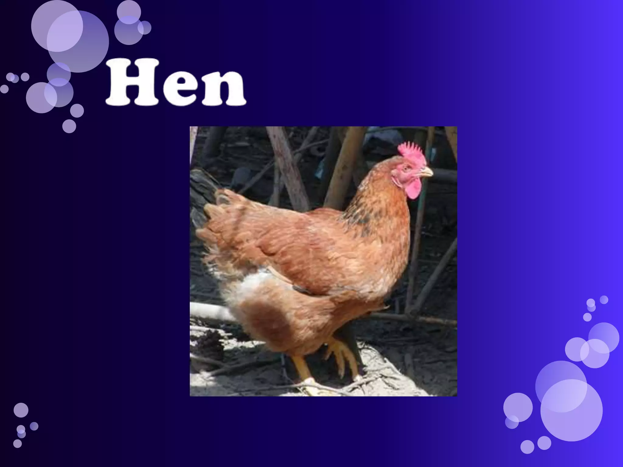 My farm pictionary | PPTX