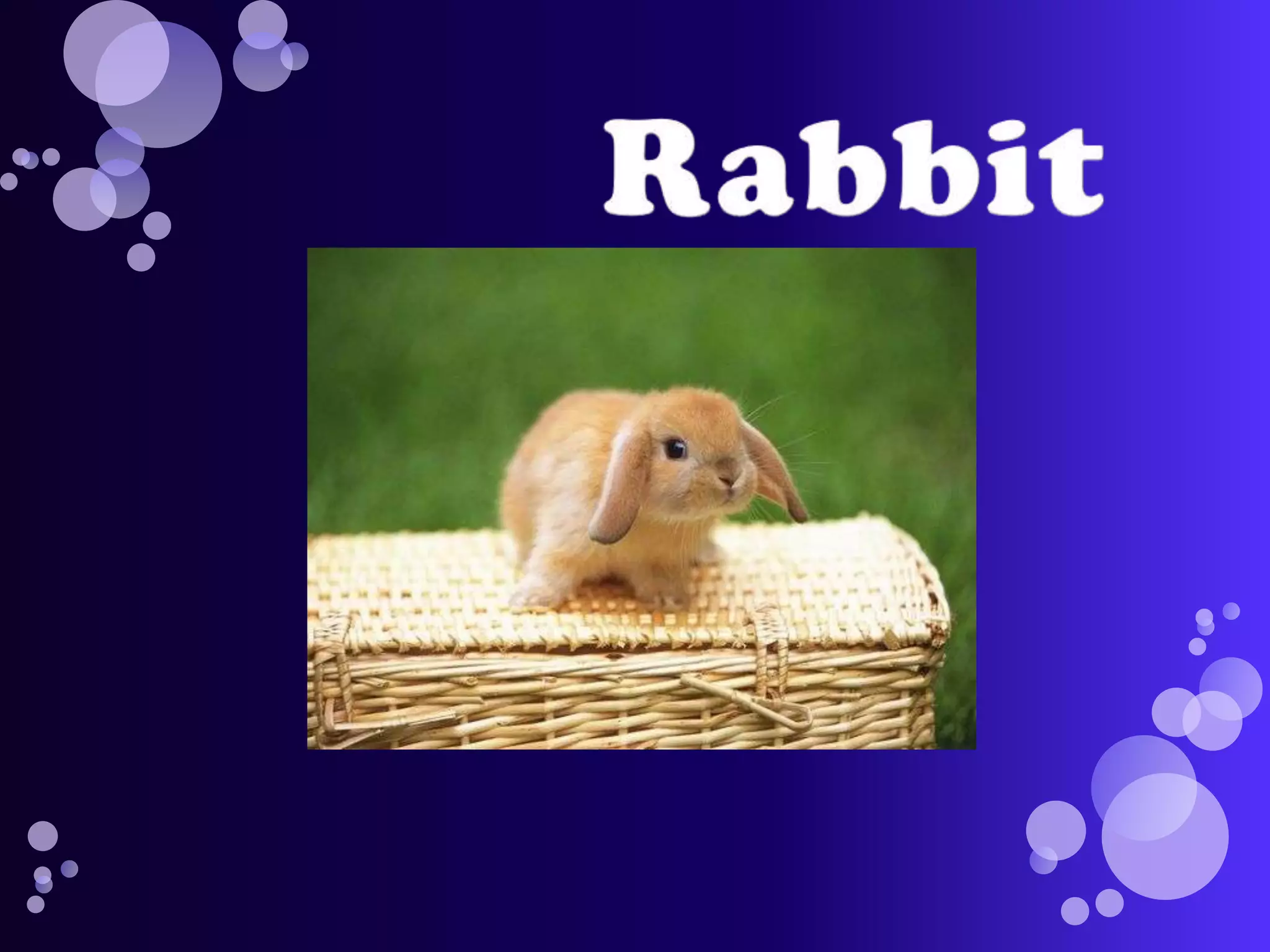 My farm pictionary | PPTX | Birds | Pets