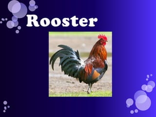 My farm pictionary | PPTX | Birds | Pets