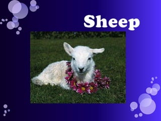 My farm pictionary | PPTX