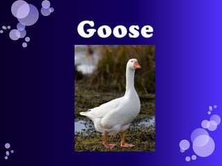 My farm pictionary | PPTX