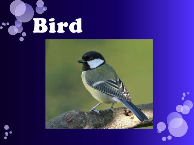 My farm pictionary | PPTX | Birds | Pets