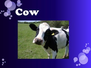 My farm pictionary | PPTX