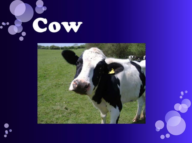 My farm pictionary | PPTX