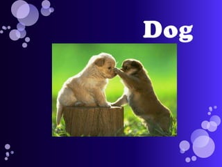 My farm pictionary | PPTX