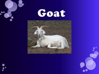 My farm pictionary | PPTX