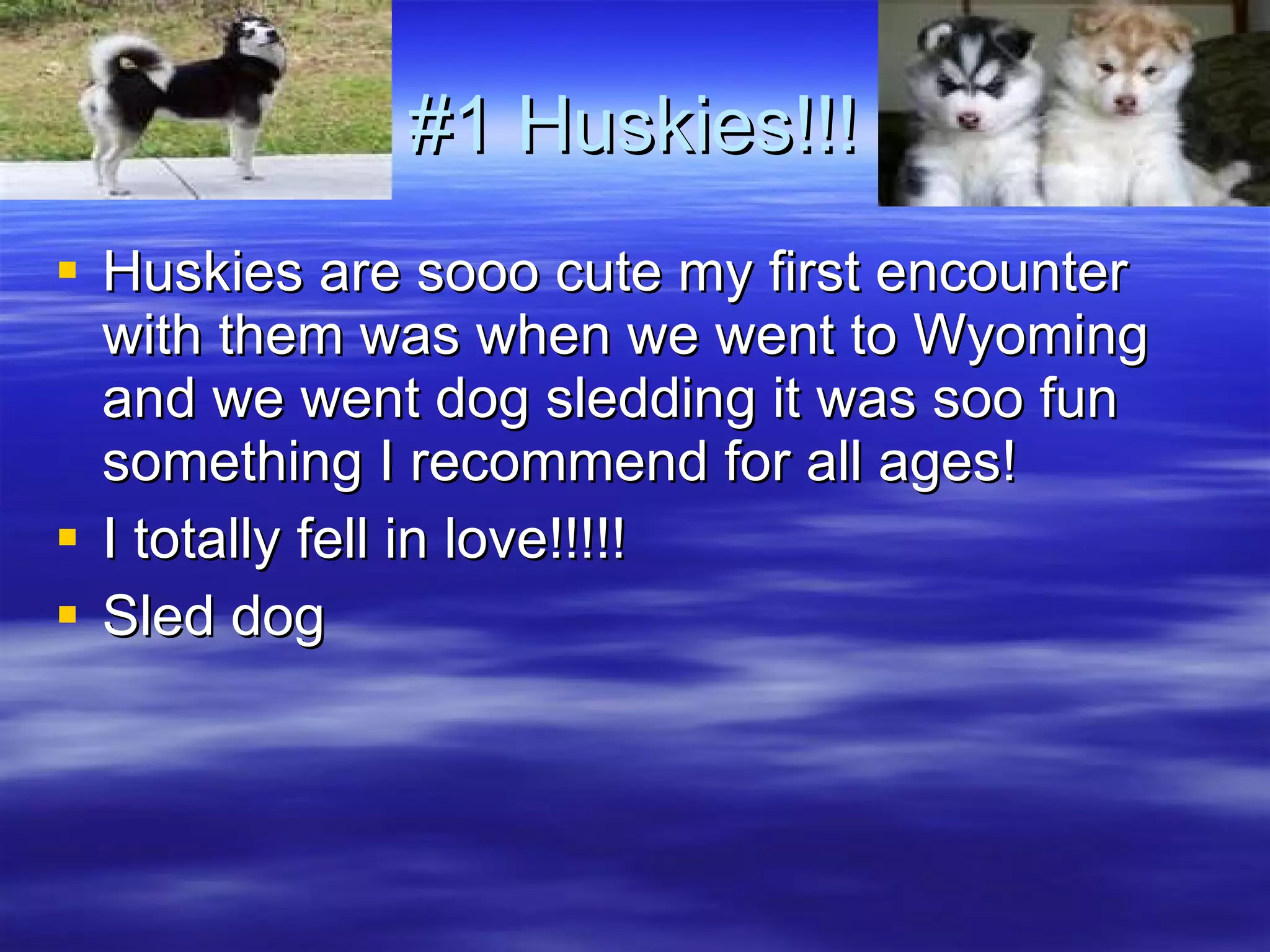 My fav dogs | PPT