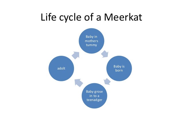 My favourite animal by Jack