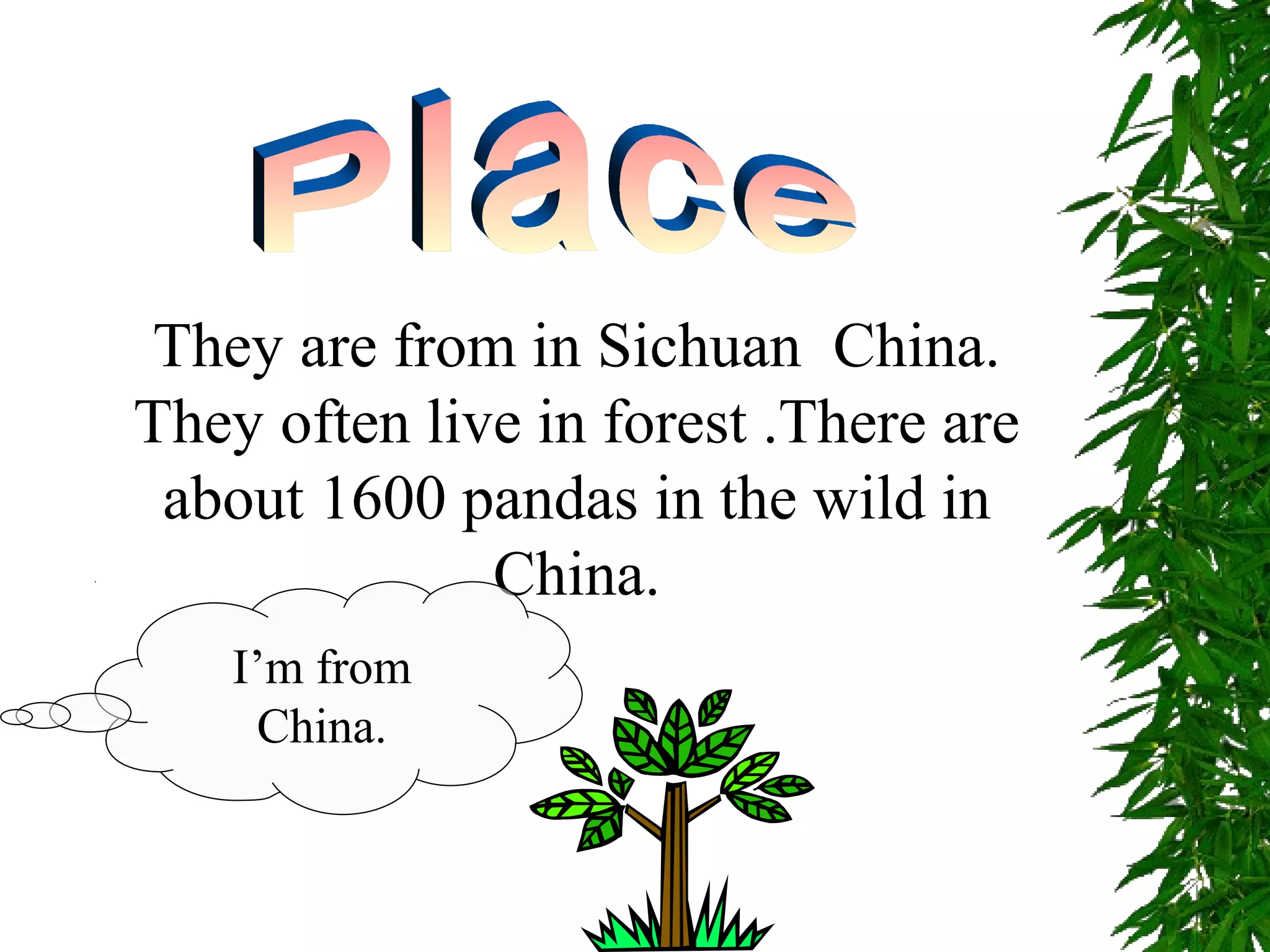 My favourite animal | PPT