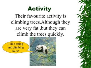 My favourite animal | PPT