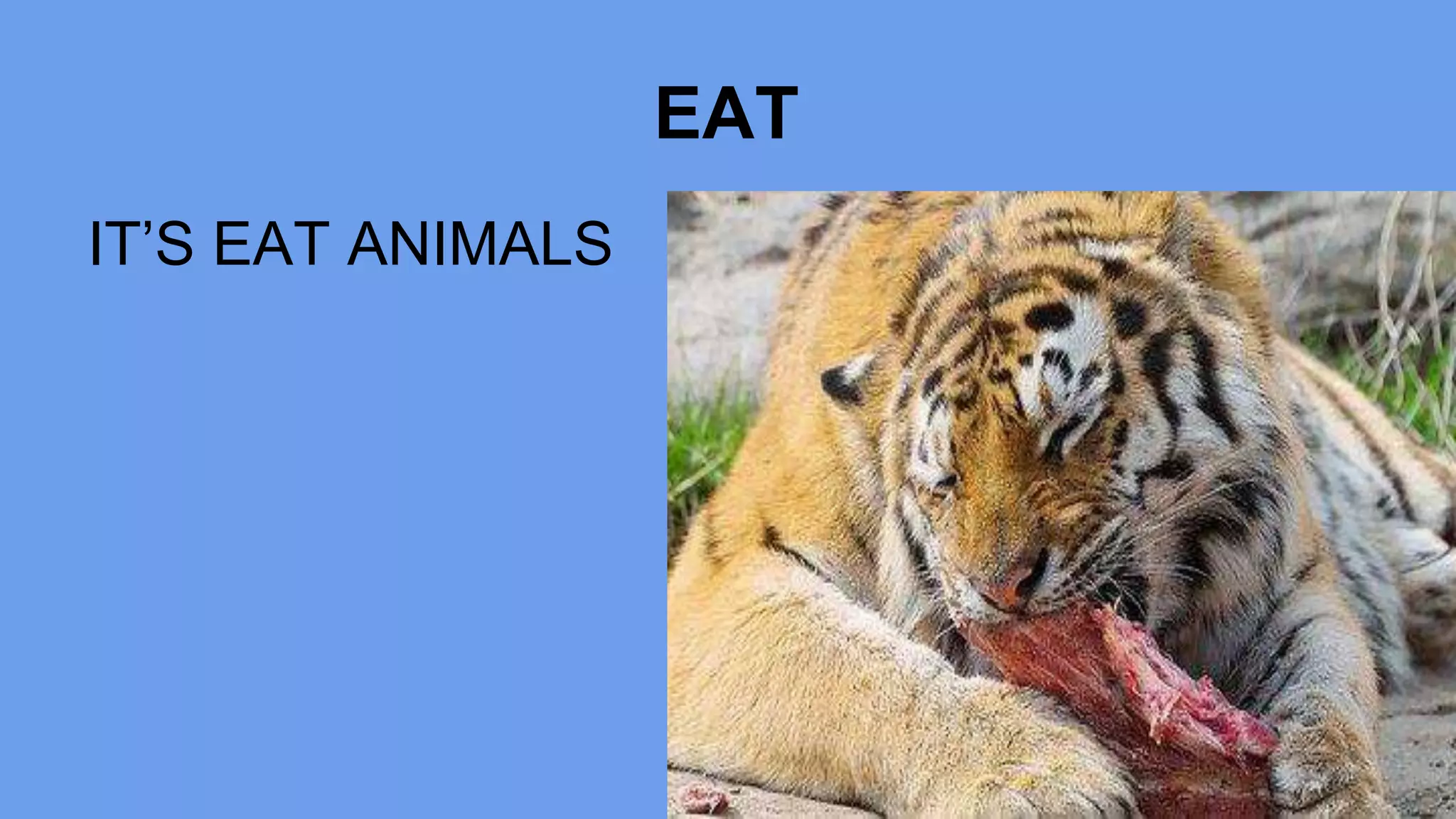 My favorite animal | PPTX | Large Animals | Pets