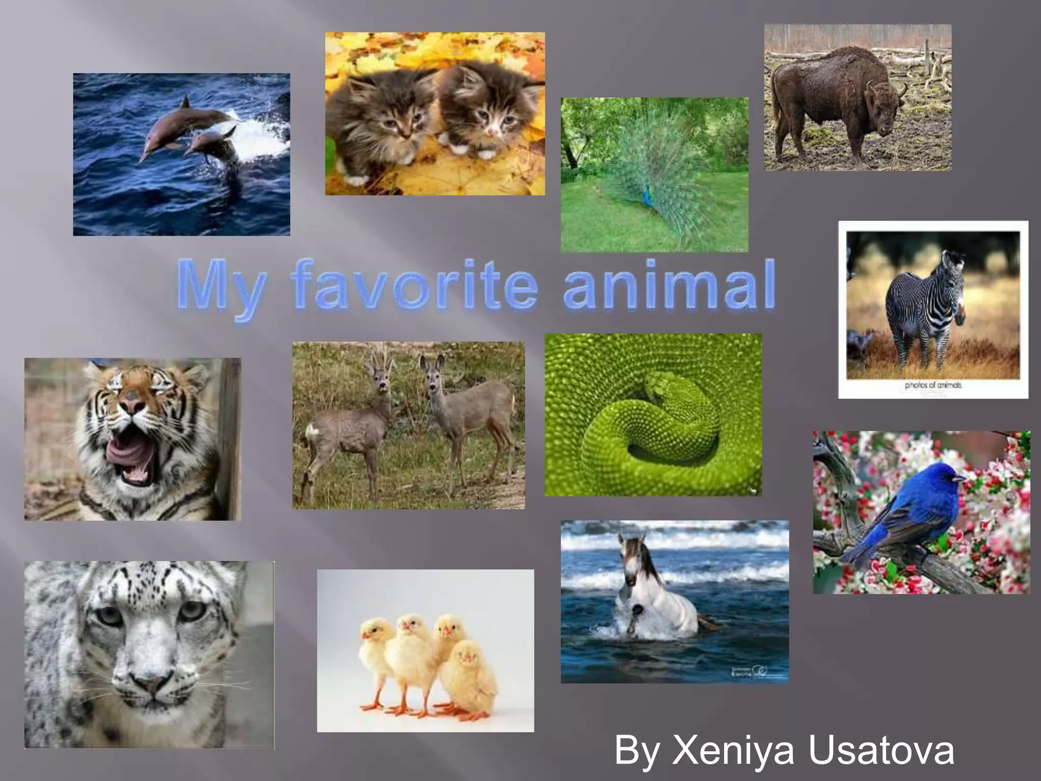 My favorite animal ксюша усатова | PPT