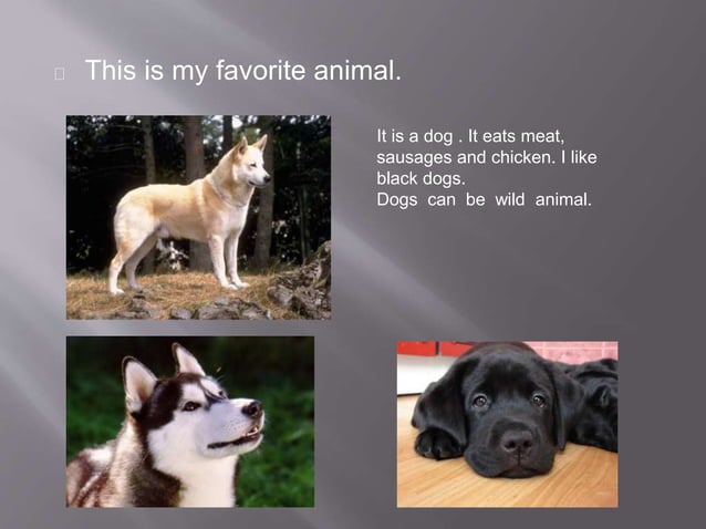 My favorite animal ксюша усатова | PPT