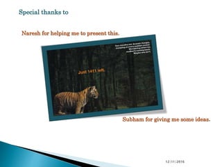 My favorite animal | PPTX