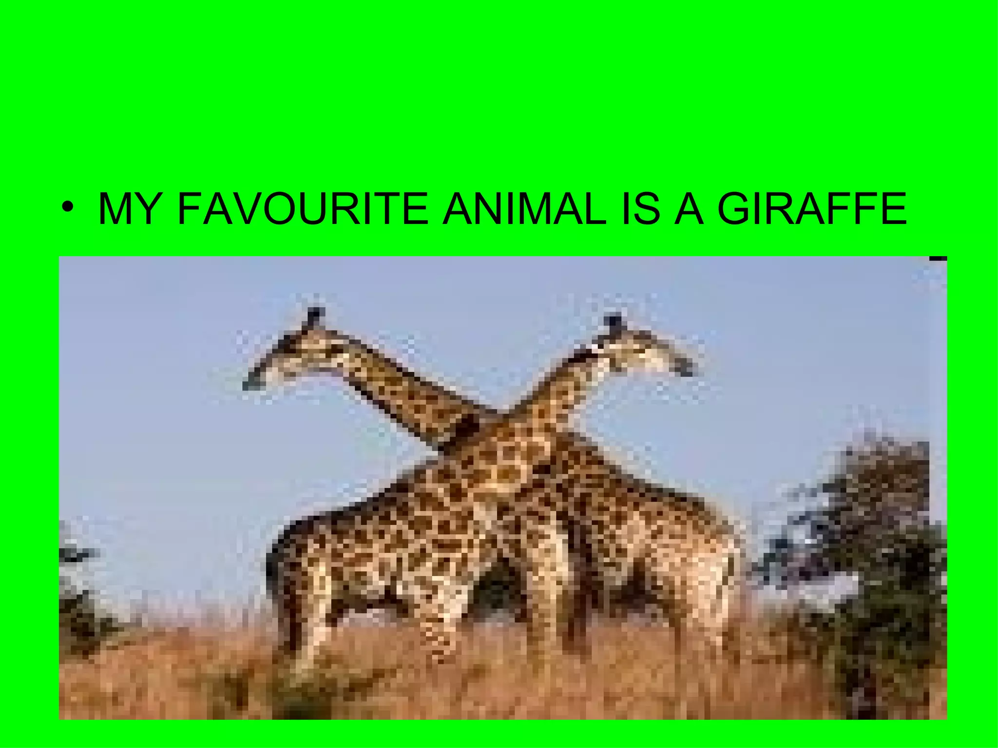 My favorite animal 3 | PPS