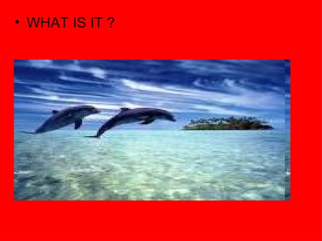 My favorite animal 3 | PPS