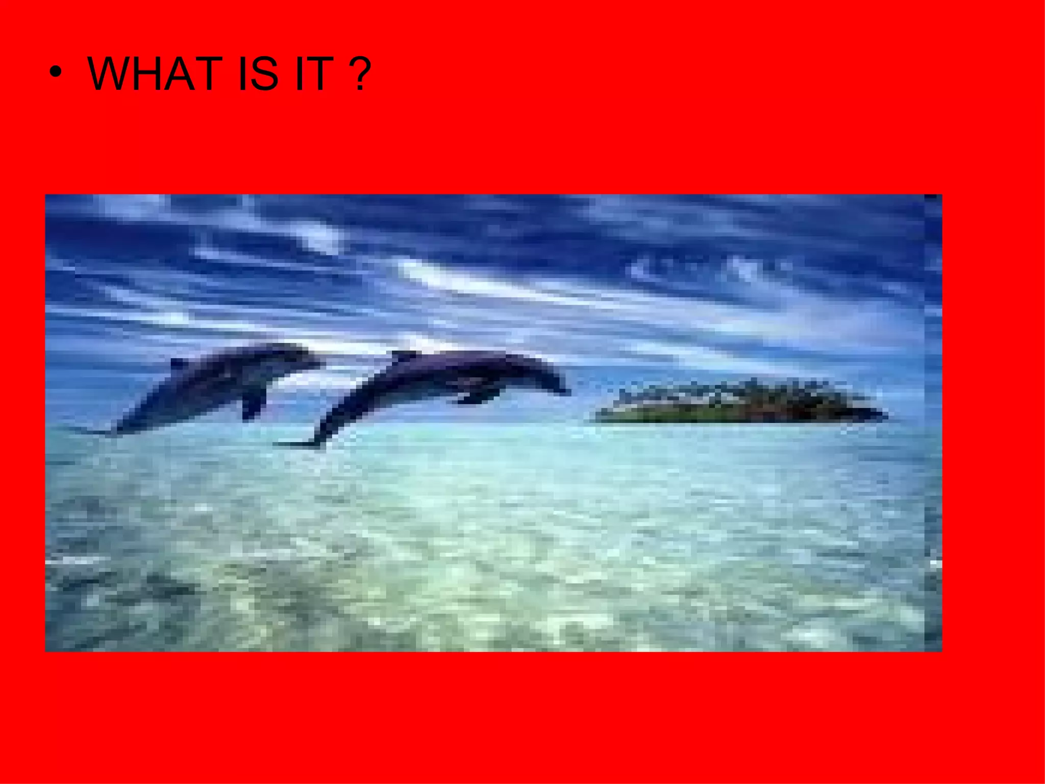 My favorite animal 3 | PPS