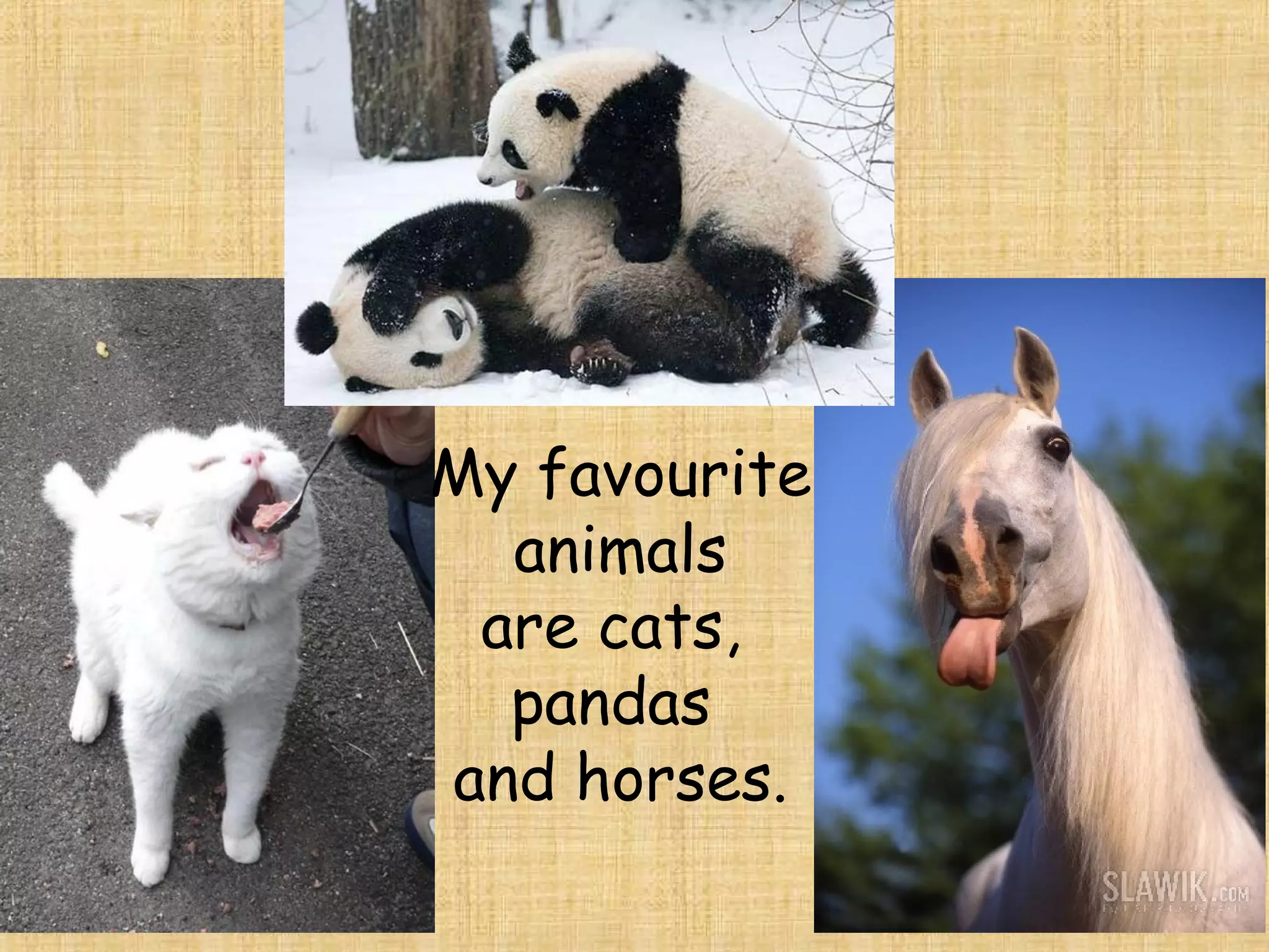 My favorite_animal зайцева маша 4 б | PPT | Cats | Pets