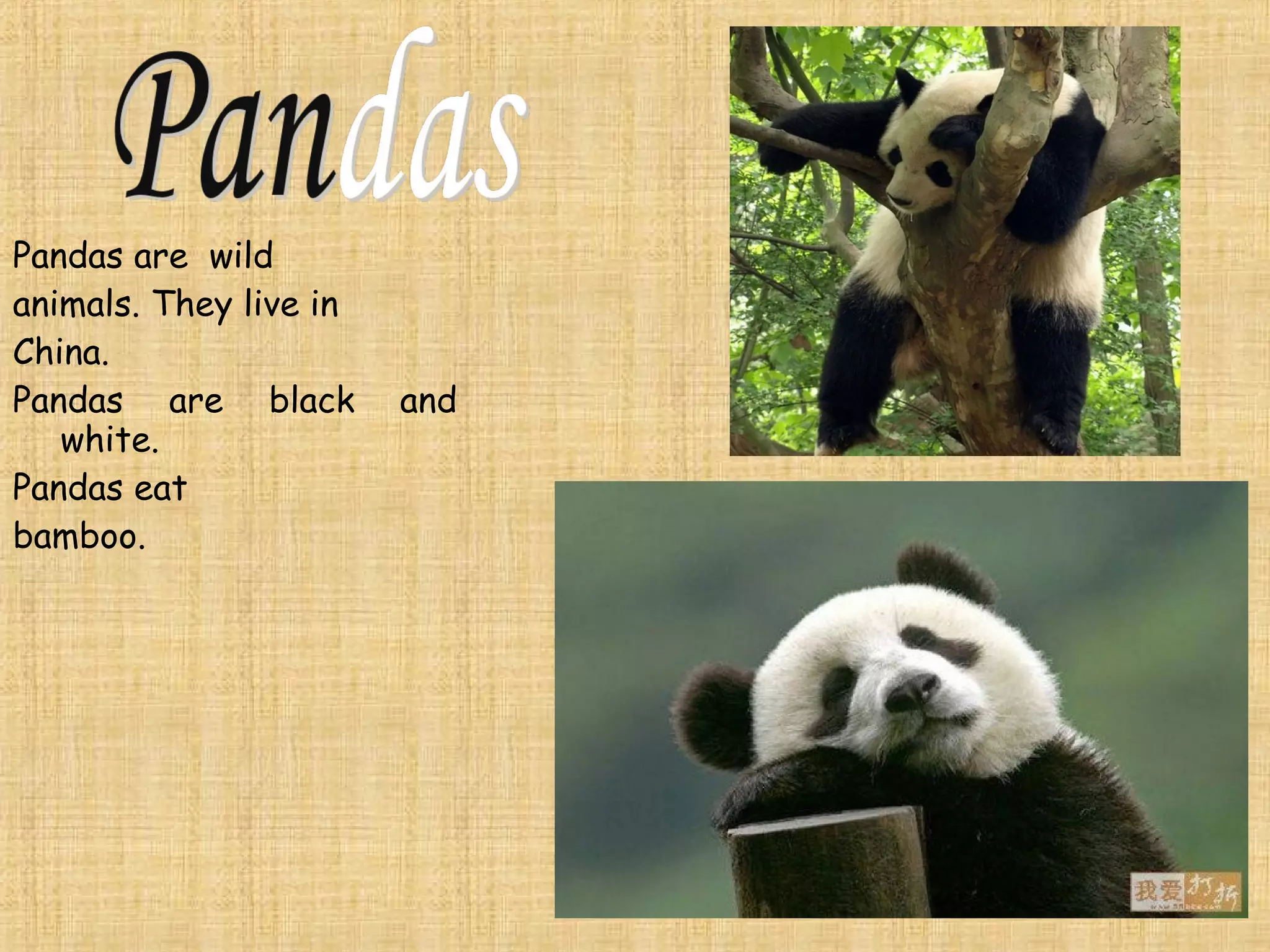 My favorite_animal зайцева маша 4 б | PPT | Cats | Pets