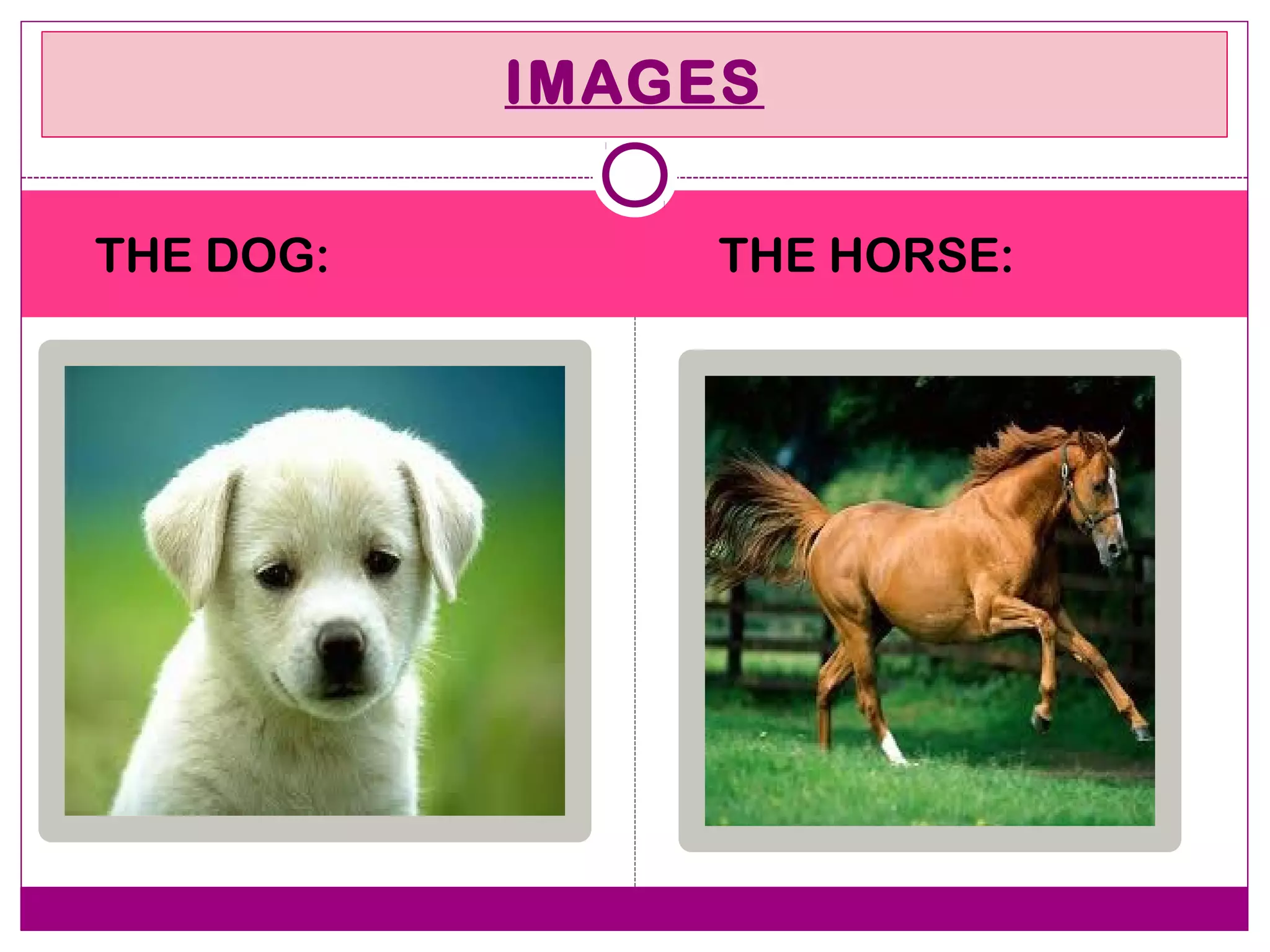 My favorite animal andrea | ODP | Dogs | Pets