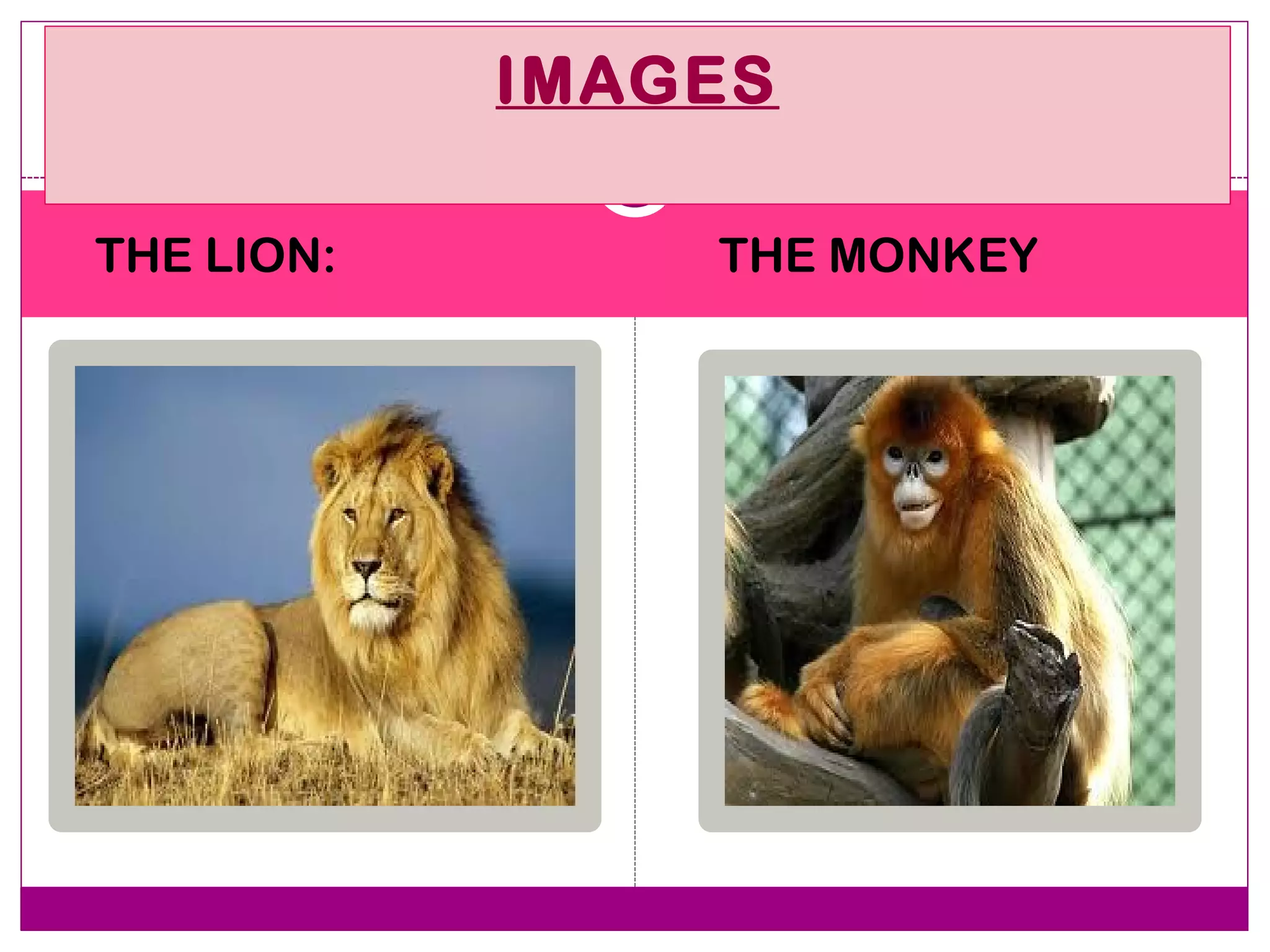 My favorite animal andrea | ODP | Dogs | Pets