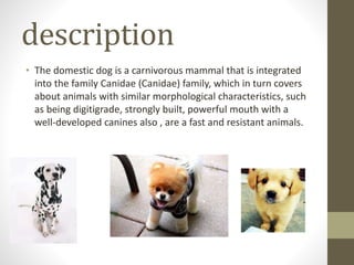 My favorite animal is the dog | PPTX