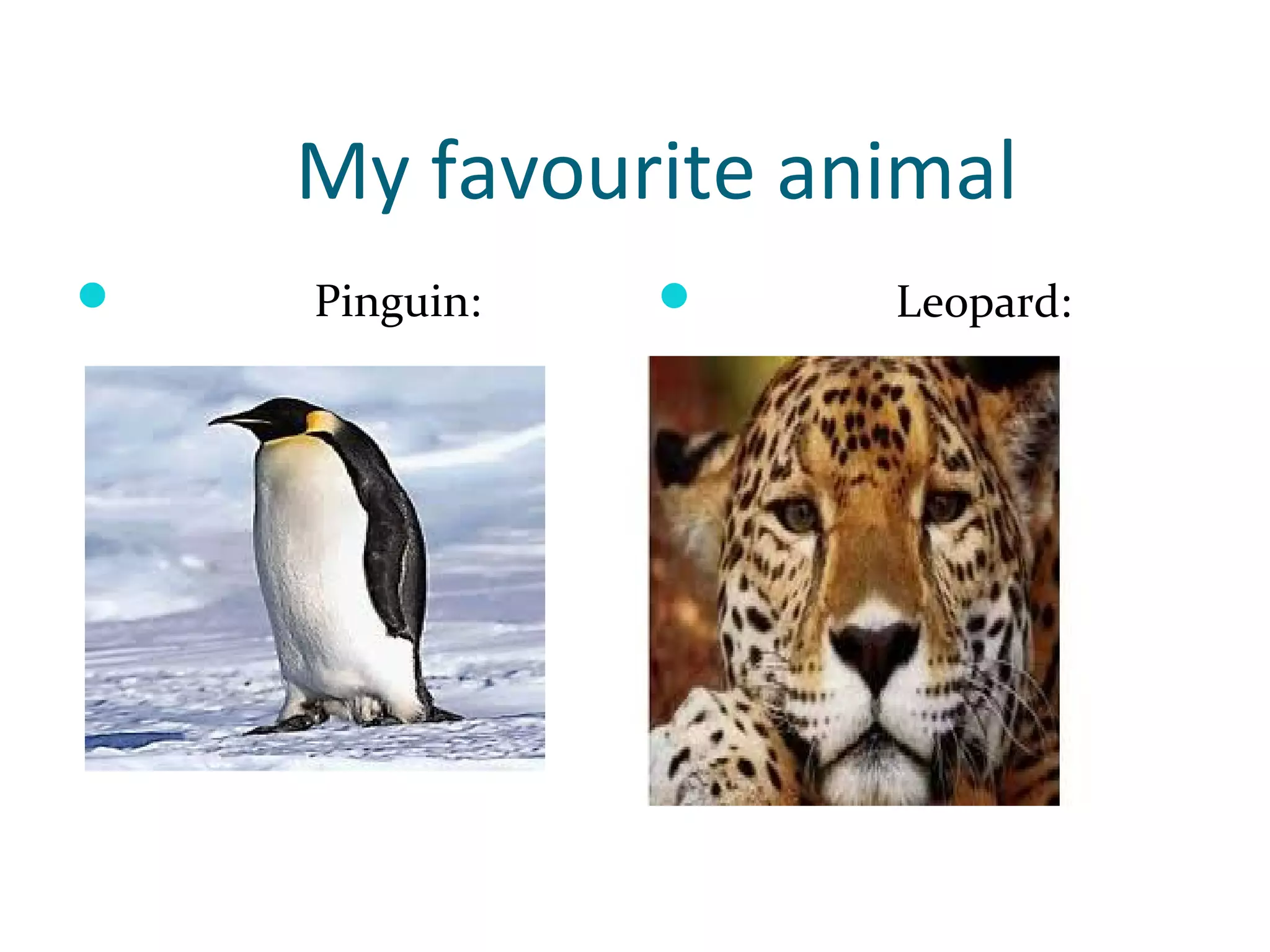 My favorite animal rocío | PPT