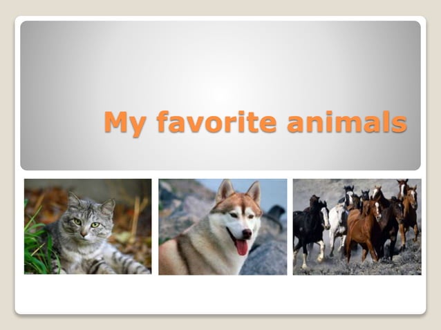 My favorite animals чуленева катя | PPT