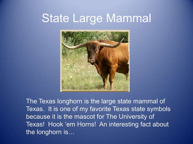 Miss Golman's Favorite Texas State Symbols | PPTX